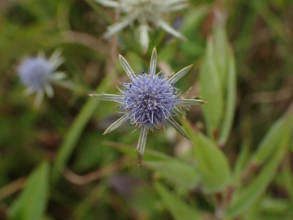 Murray Gheesling Reveals Some of May Prairie State Natural Area’s ...