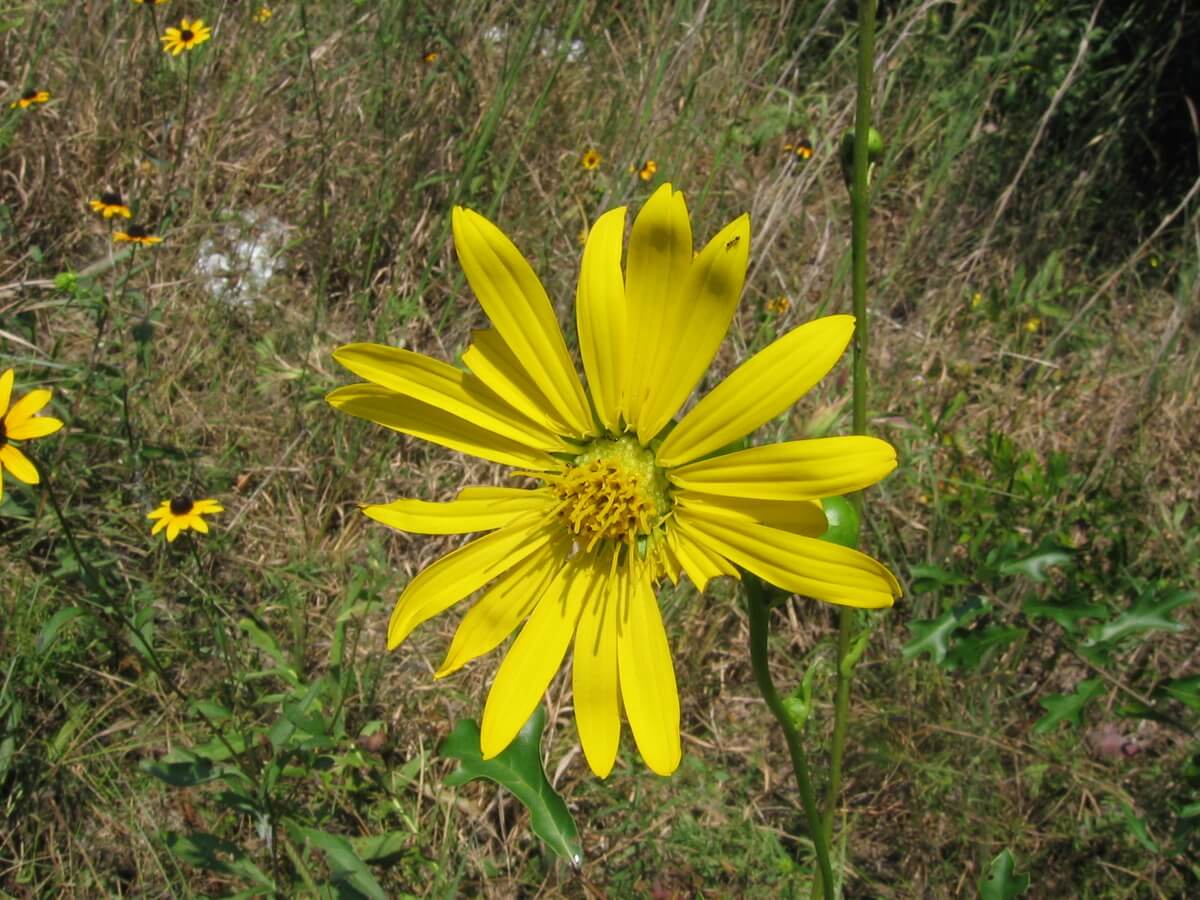 Murray Gheesling Reveals Some of May Prairie State Natural Area’s ...
