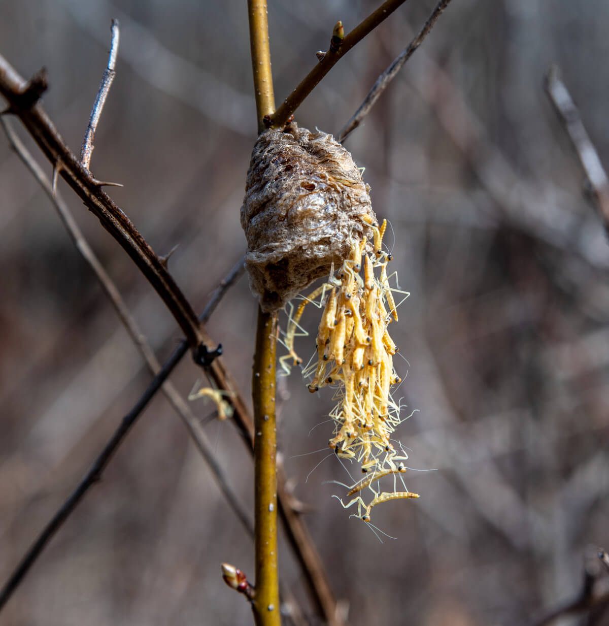 Murray Gheesling Reveals Some of May Prairie State Natural Area’s ...