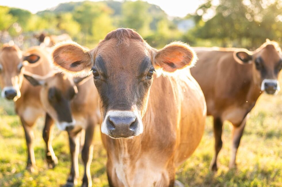 Cascade Veterinary Hospital: Called to care - Shelbyville, TN Good News ...